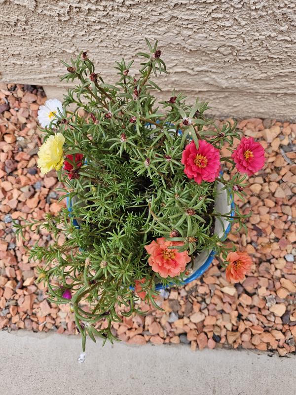 Lowe's 2 Quart(s) Multicolor Moss Rose 1 -Pack - Low Maintenance in the ...