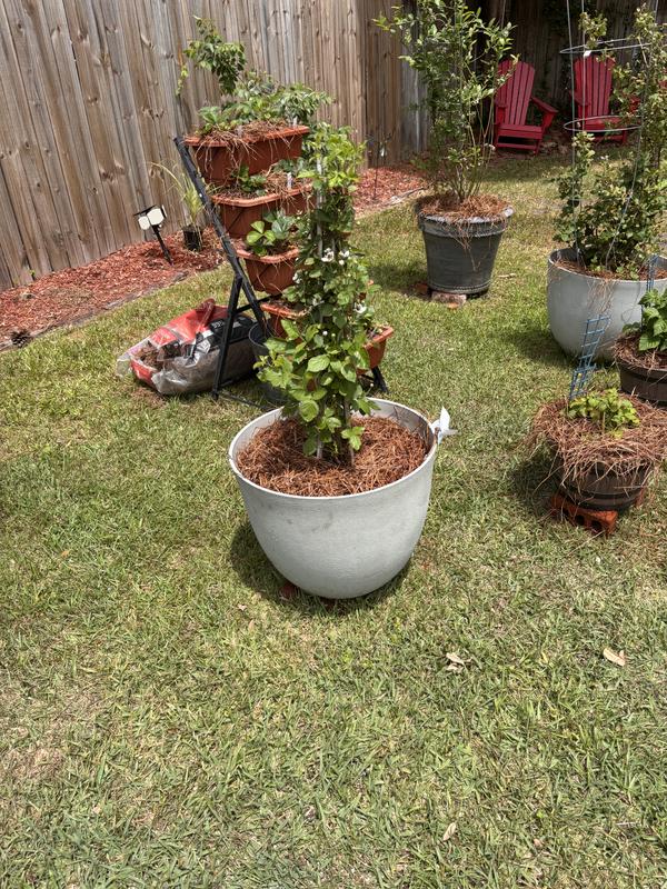 Bushel and Berry 2 Gallons Blackberry Plant 1 -Pack in the Fruit Plants ...