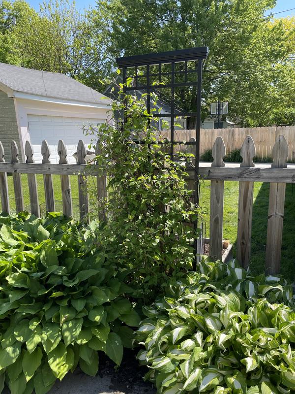 Shop Style Selections (2-Pack) 24-in W x 78-in H Black Steel Garden ...