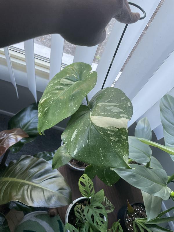 Costa Farms Trending Tropicals Monstera House plant in 1.4 Quart(s ...