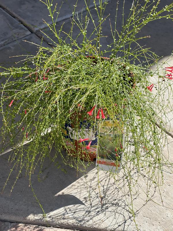 Lowe's Firecracker Plant Shrub in -Gallon Pot with Red Blooms in the ...