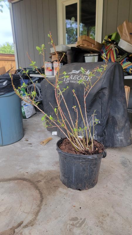 Southern Planters 7 -Gallon Sweetheart Hybrid Blueberry Feature Shrub ...