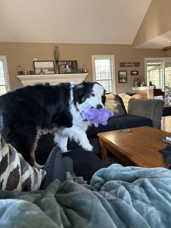 Multipet Hedgehog Pet Toy - Fun Grunting Sound - Bright Colors ...