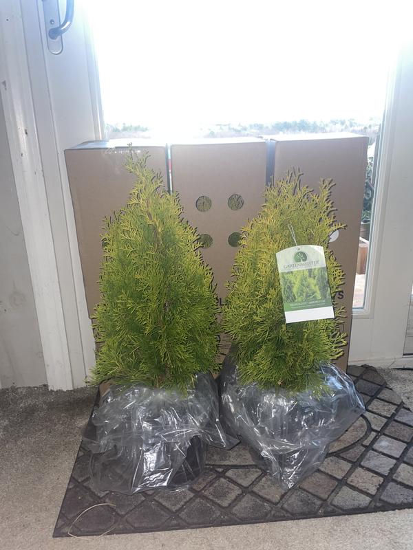Janed Gold Arborvitae Feature Shrub in 2.5-Quart Pot O883101 at Lowes.com