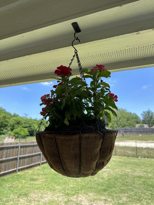 3 Quart(s) Multicolor Petunia 1 -Pack - Low Maintenance in the Annuals ...