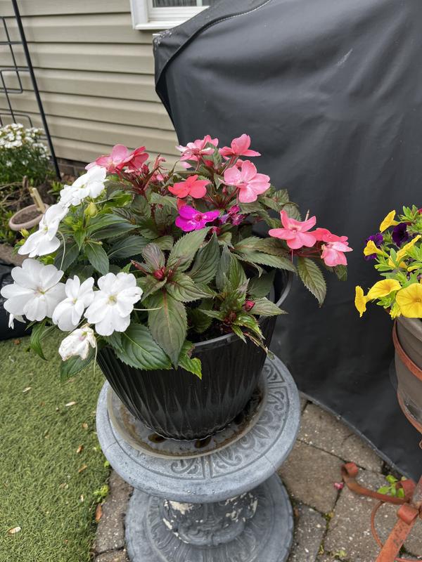 Ready Refill Multicolor Sunpatiens Mix in 1.5 Gallon(s) Pot in the ...