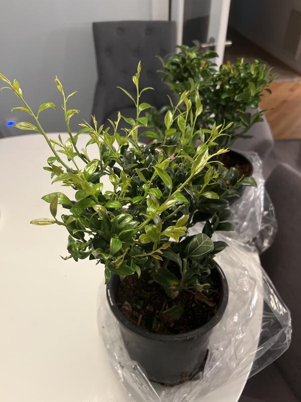 Fragrant Sweet Box Feature Shrub in 2.5 -Quart Pot 1 -Pack in the ...