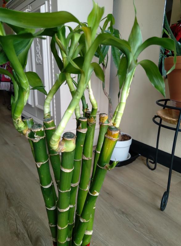 Costa Farms Set Of 10 Lucky Bamboo Stalks House Plant in 15-in S-LBS ...