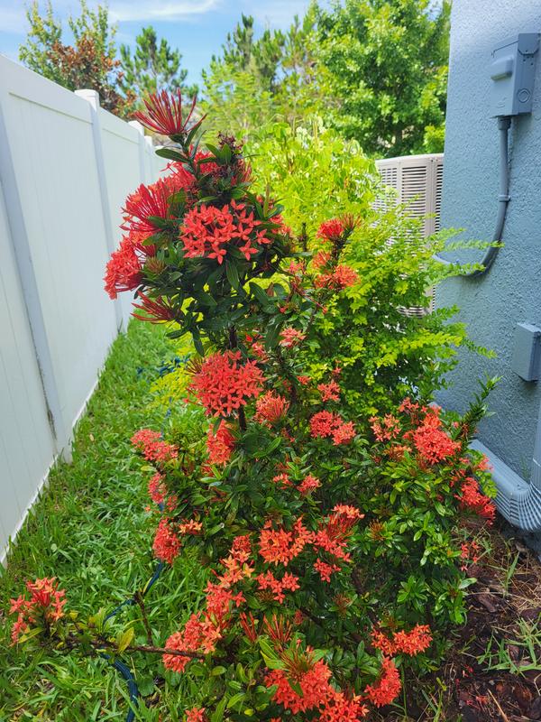 Costa Farms Multicolor Ixora Bush Flowering Shrub in 2-Gallon Pot L-IXO ...