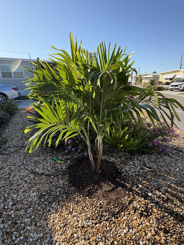 Lowe's Adonidia Palm in 2.25-Gallon Pot 467850 at Lowes.com
