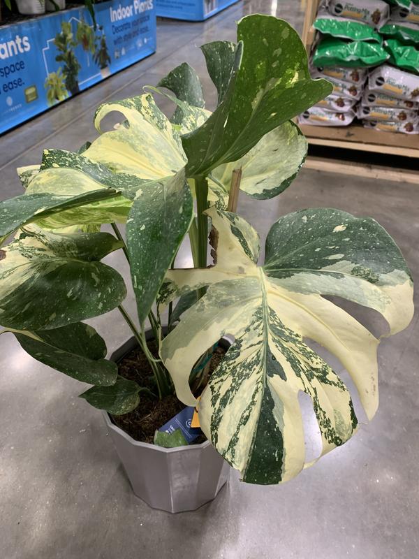 Costa Farms Trending Tropicals Monstera House plant in 1.72 Gallon(s ...