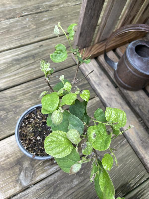 Proven Winners White Legend Of The Small Bottlebrush (Fothergilla ...