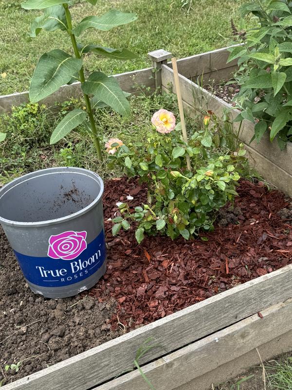 Altman Plants Multicolor True Bloom Sincerity Rose 8-Quart in Pot ...