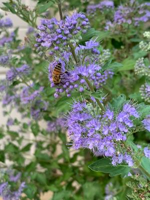 Monrovia Blue Balloon Bluebeard Flowering Shrub In Pot (With Soil ...