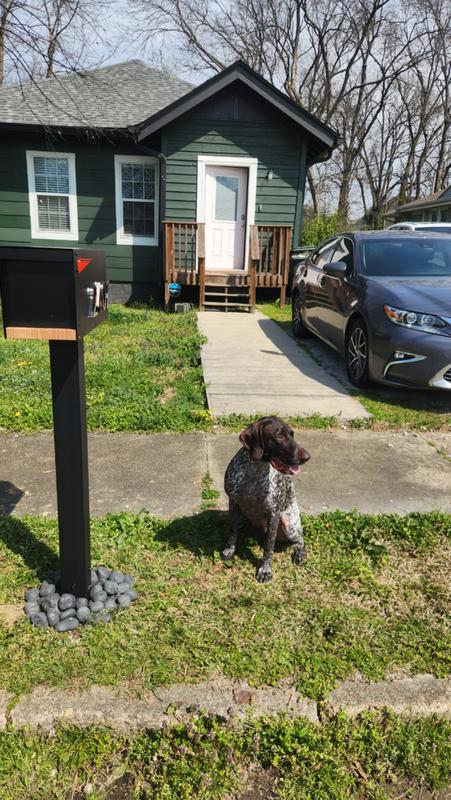 Casual Elements 22-lb Black Decorative Rock (0.5- 3-in Rock Size ...