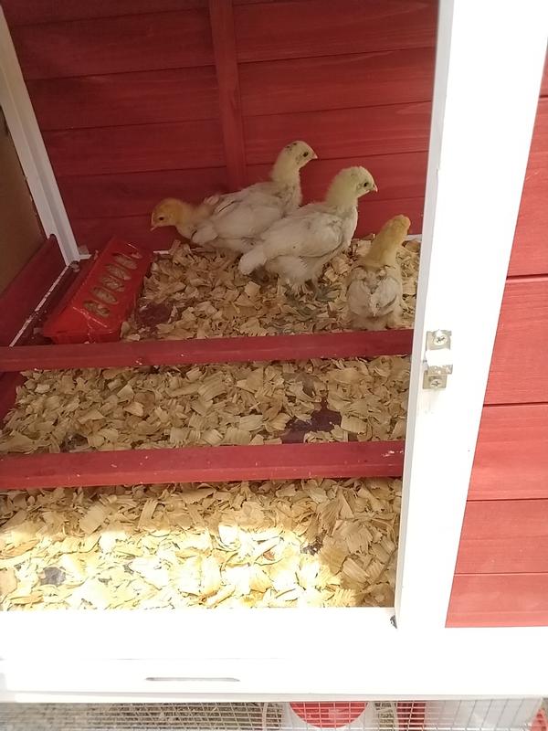 Hanover Red/White Elevated Wooden Chicken Coop with Nesting Boxes ...