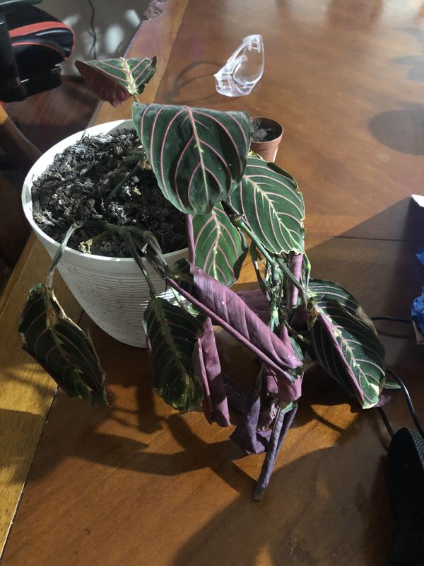 National Plant Network Red Maranta Prayer plant House plant in 6 Inch ...