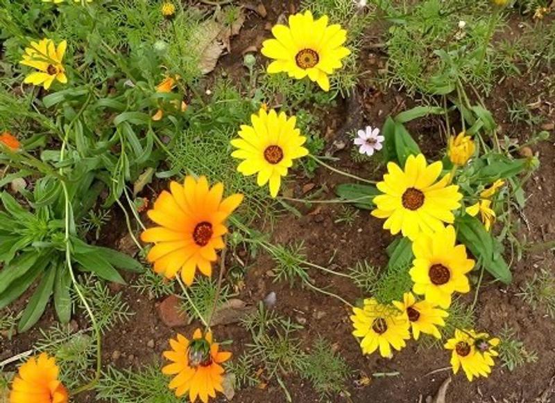 Lowe's Multicolor African Daisy in 1-Gallon Planter 5-Pack NURSERY at ...