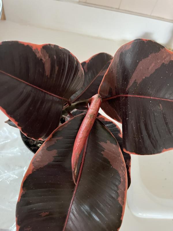 Altman Plants Ficus Ruby Rubber Tree House Plant in 6-in Pot 0873091 at ...