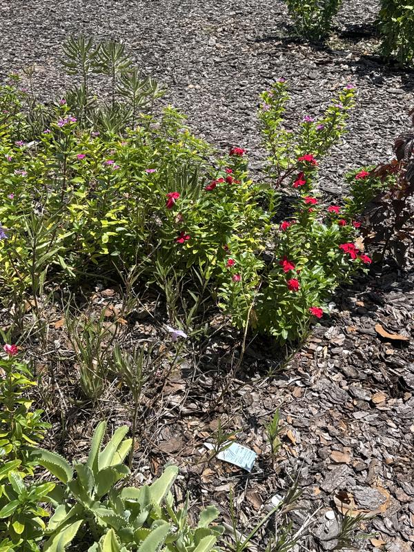Lowe's Multicolor Cora Vinca in 6 -Pack Tray in the Annuals department ...