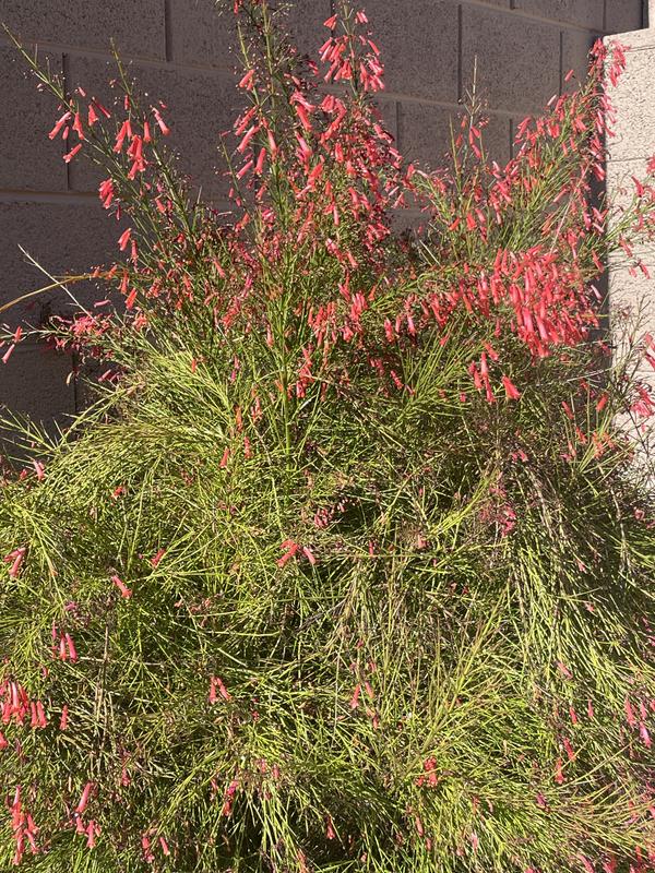 Lowe's Firecracker Plant Shrub in -Gallon Pot with Red Blooms in the ...