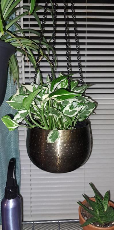 LiveTrends Brazen House Plant in 36-oz Hanging Basket ASB06948 at Lowes.com