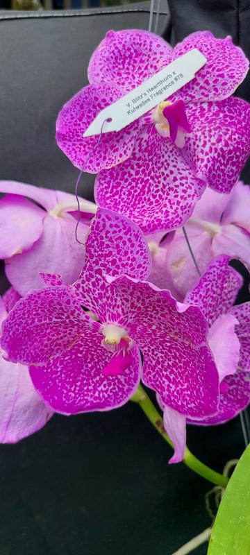 Better-Gro Mixed Color Vanda Orchid House Plant - 0.98 Quart - High ...