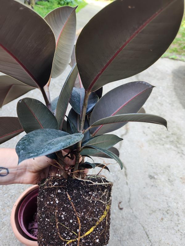 Altman Plants Ficus Ruby Rubber Tree House Plant in 6-in Pot 0873091 at ...