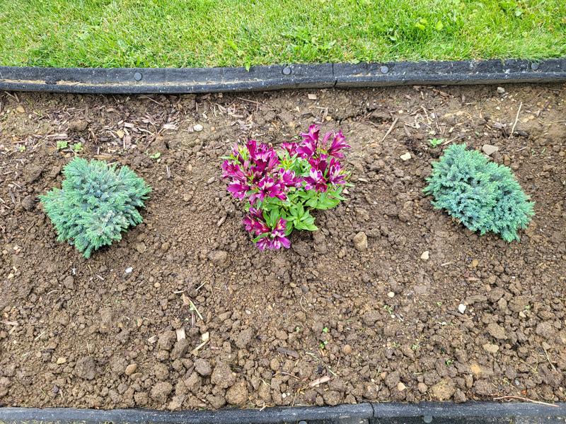 Lowe's Blue Star Juniper Foundation/Hedge Shrub in 1.00 -Gallon Pot 1.0 ...