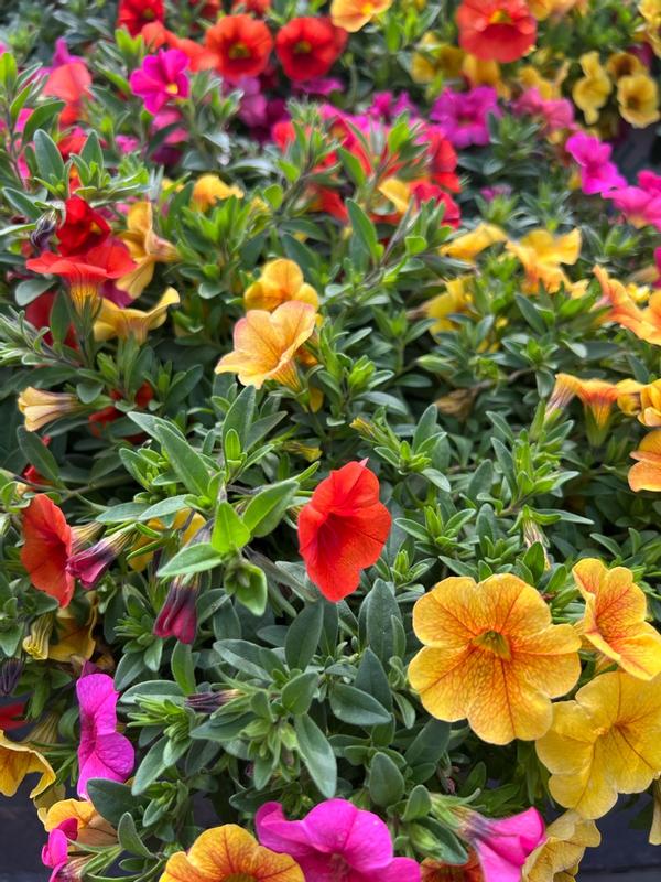 Lowe's Multicolor Viola in 1 Pint Pot 1 -Pack in the Annuals department ...