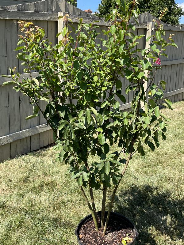 Southern Planters 7-Gallons Pink Flowering Miami Crape Myrtle In Pot ...