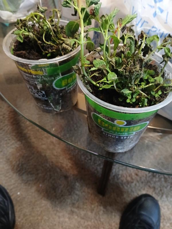 Bonnie Plants 2-Pack Peppermint in 2-Pack Pot 202021 at Lowes.com