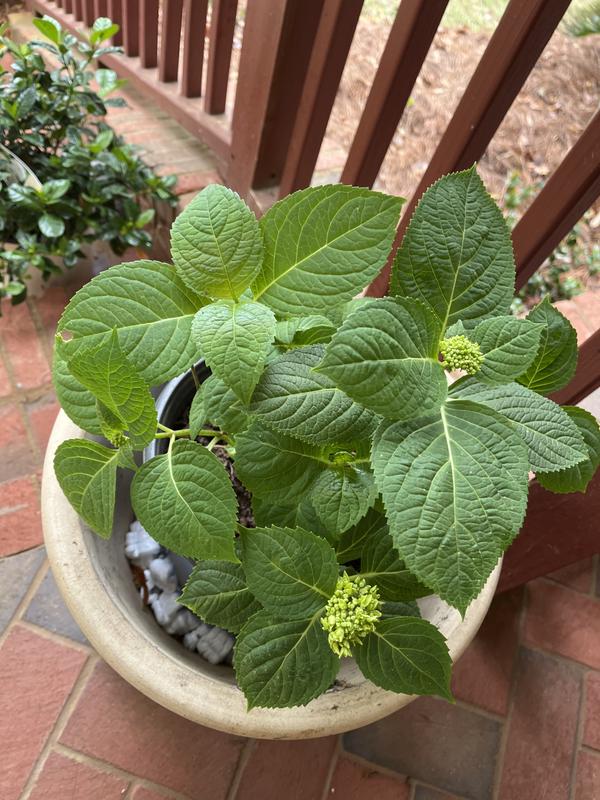 Endless Summer Blue The Original Hydrangea Flowering Shrub in 1-Gallon ...