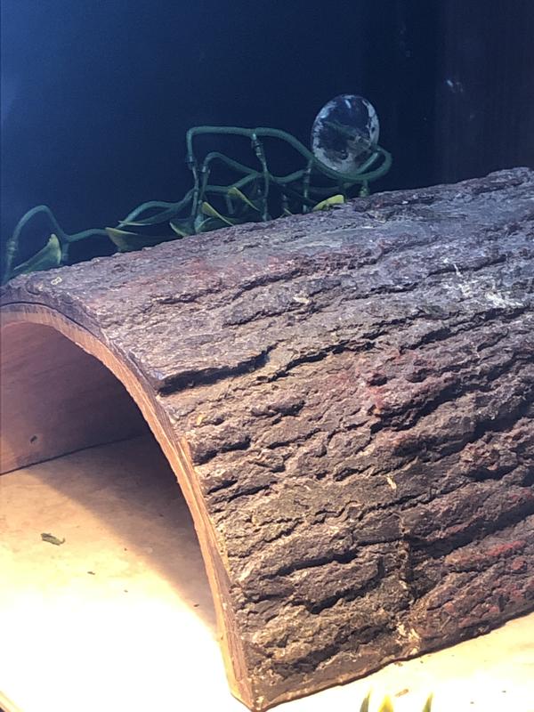 Style Selections Ridgemont Silver 12-in x 24-in Glazed Porcelain Stone ...