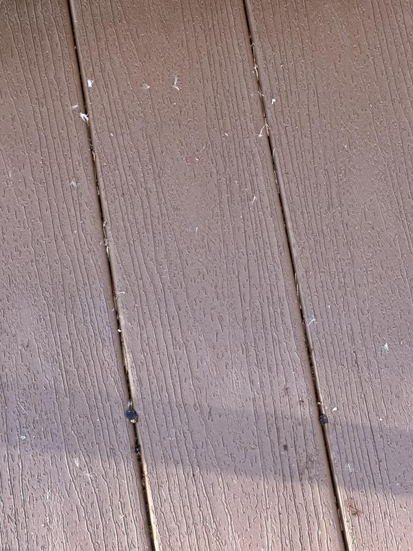 Trex Enhance Basics 12-in Clam Shell Composite Deck Board (Sample) in ...