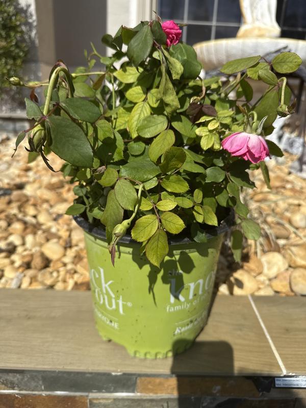 Perfect Plants Pink Double Pink Knockout Rose 1-Gallon in Pot ...