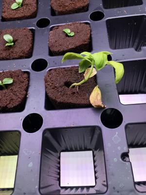 Root Farm Planting/Growing Accessory at Lowes.com