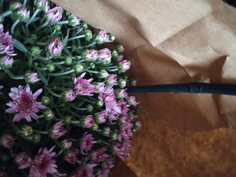 Altman Plants Bronze Mum in 3.8-Quart Pot 0881443 at Lowes.com