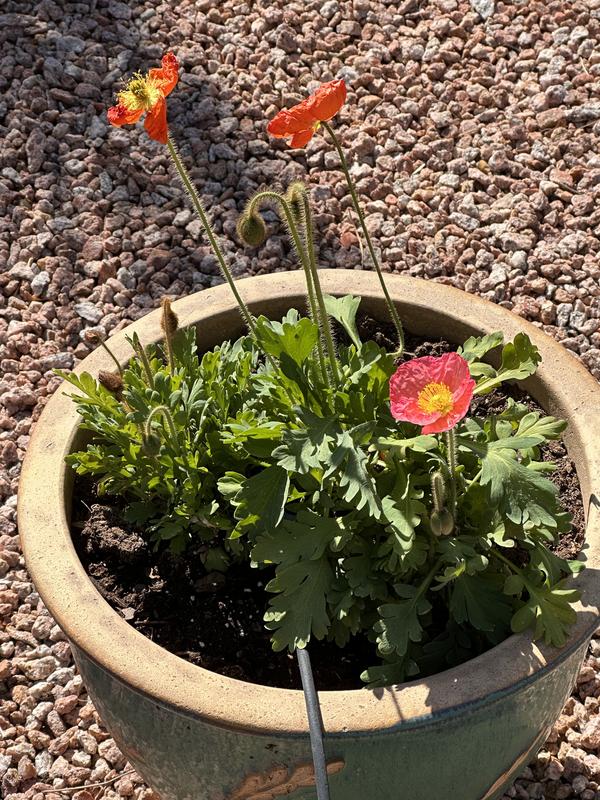 Lowe's 2 -Quart Multicolor Oriental Poppy 1.0 -Pack in the Perennials ...