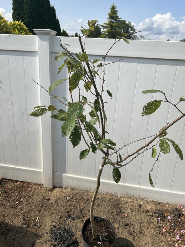 Southern Planters 5-Gallon White Flowering Cherry Tree In Pot (With ...