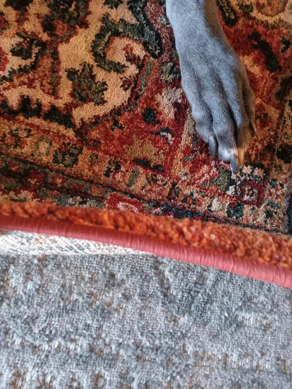 allen + roth with STAINMASTER Jezebel Performance 5 x 8 (ft) Loomed ...