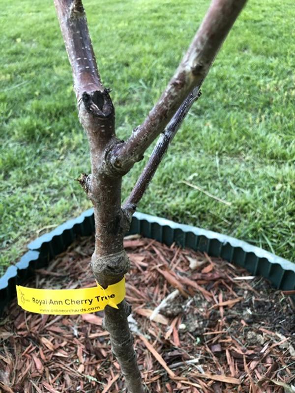 Online Orchards Royal Ann Cherry Tree - Prunus avium - Bare Root Fruit ...