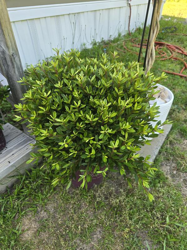 Encore Azalea 2 -Gallon Autumn Chiffon Azalea Flowering Shrub with ...