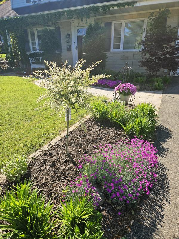 Lowe's Dappled Willow Tree Feature Shrub in 3.58-Gallon In Pot (With ...