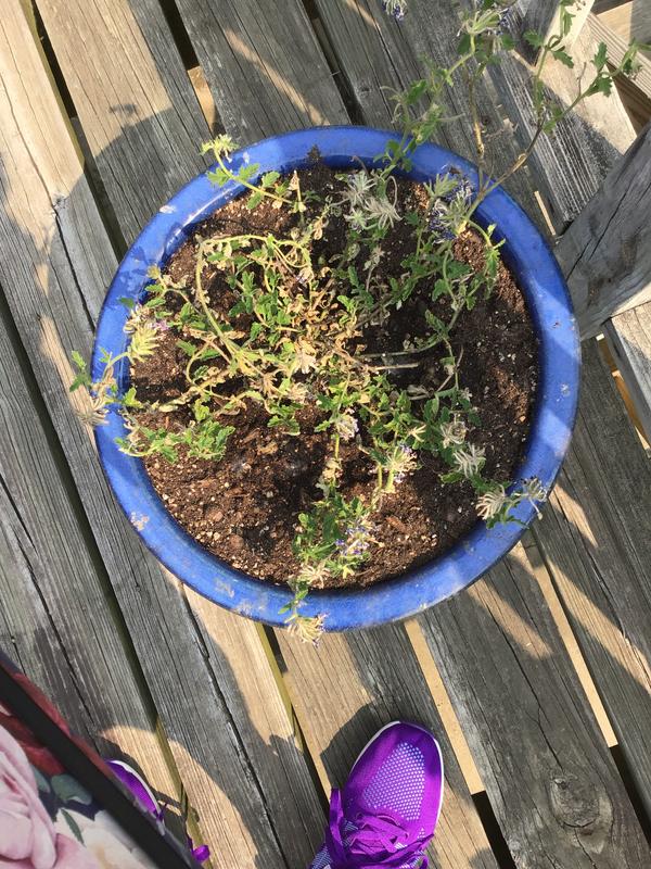 National Plant Network Blue Verbena Peruviana in 2.5 Qt Pot - Trailing ...