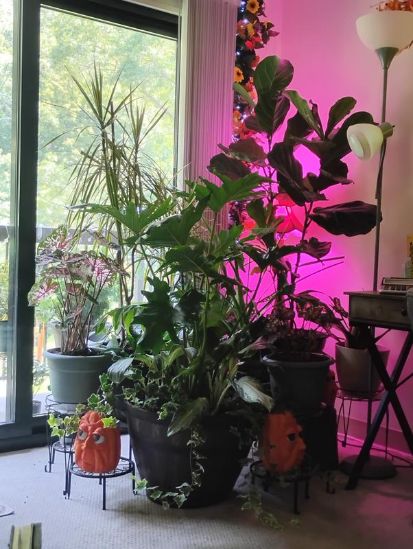 Lowe's Big Leaf Philodendron in 2-Gallon Pot NURSERY at Lowes.com