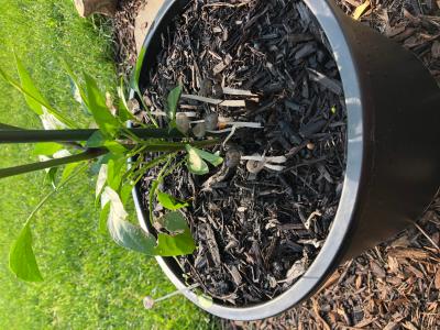 Hapi-Gro 2-cu ft All Natural/No Color Added Hardwood Mulch HWM2G at ...