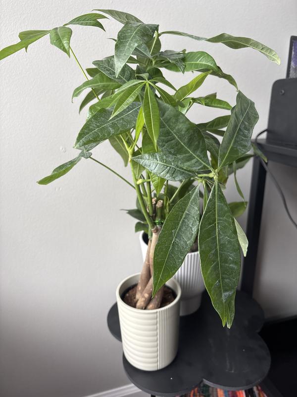 Costa Farms White Specialty Pachira Money Tree House plant in 1.25 Pint ...