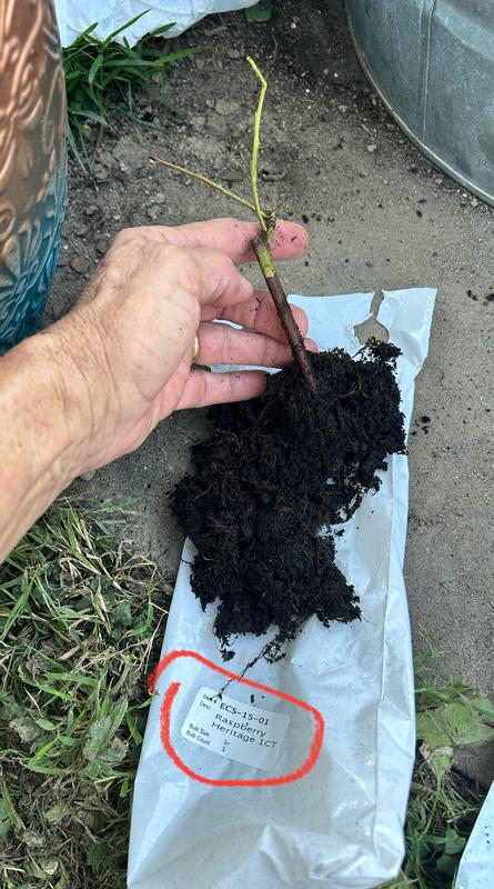 Garden State Bulb Raspberry Plant Bare Root 2-Pack Blooms in Summer To ...