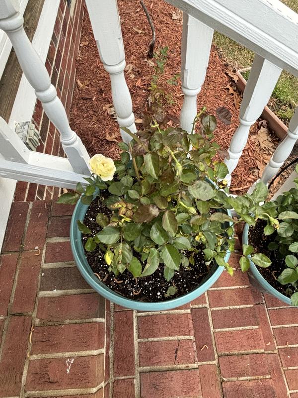 Altman Plants Multicolor True Bloom Sincerity Rose 8-Quart in Pot ...